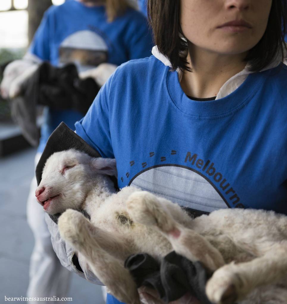 PTSD and Trauma in Animal Activists | Animal and Mind